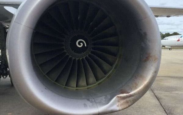 American B738 at Orlando on Nov. 14, 2015, Bird Strike. An American